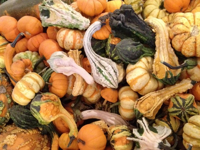 Home [heirloompumpkin.com]